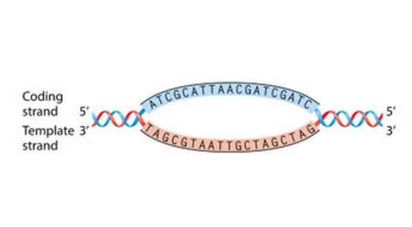 Solved 1. Can you fill in the boxes describing the DNA | Chegg.com