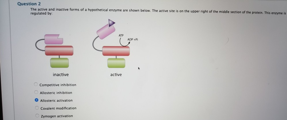 Solved Question 1 The active and inactive forms of a | Chegg.com