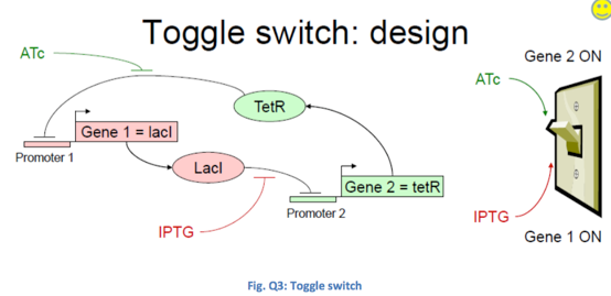 Solved Synthetic Genetic Circuit: Toggle Switch | Chegg.com