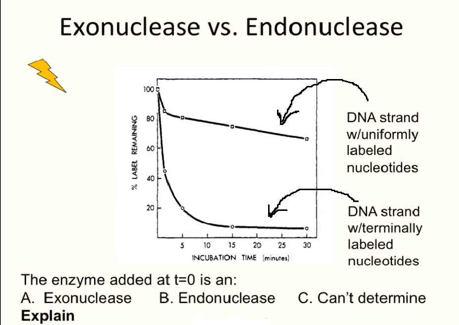 Solved Exonuclease vs. Endonuclease DNA strand w/uniformly | Chegg.com