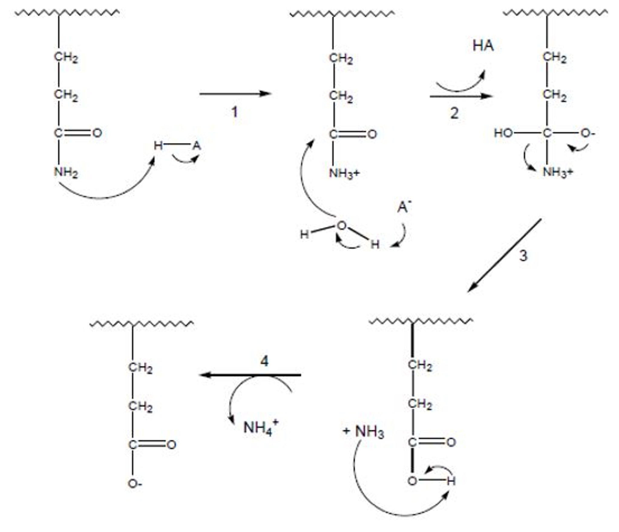Solved CH2 CH CEO NH H A CH2 CH2 C O NH CH2 CH C NH3+ NH3 | Chegg.com