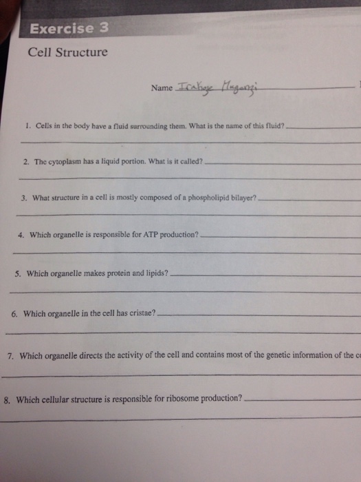 Solved Exercise 3 Cell Structure Name Tacabac 1. Cells in | Chegg.com
