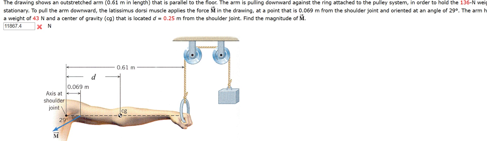 Solved The drawing shows an outstretched arm (0.61 m in | Chegg.com
