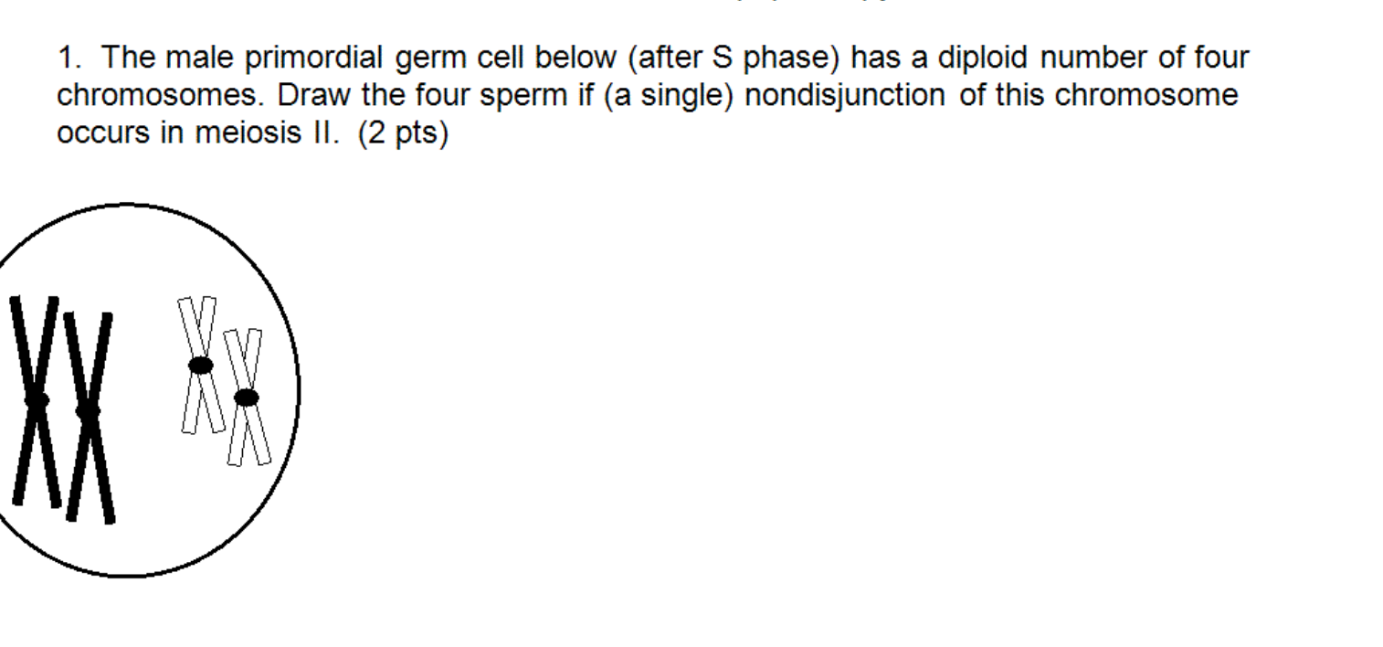 Solved The male primordial germ cell below (after S phase) | Chegg.com
