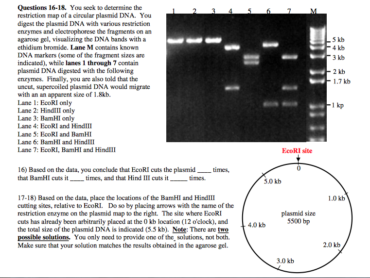 Solved Questions 16.18. You seek to determine the | Chegg.com