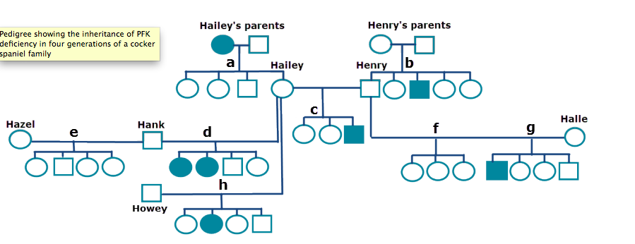 Solved -1. Purebred dogs are susceptible to many genetic | Chegg.com