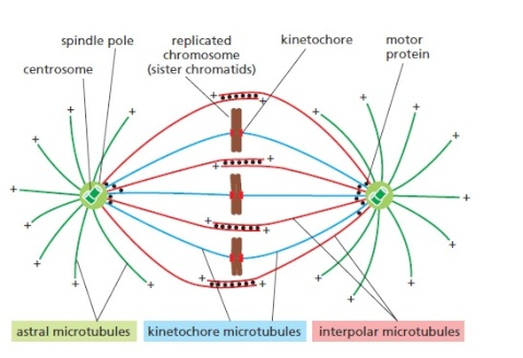 Solved spindle pole repcated spindle pole replicated | Chegg.com