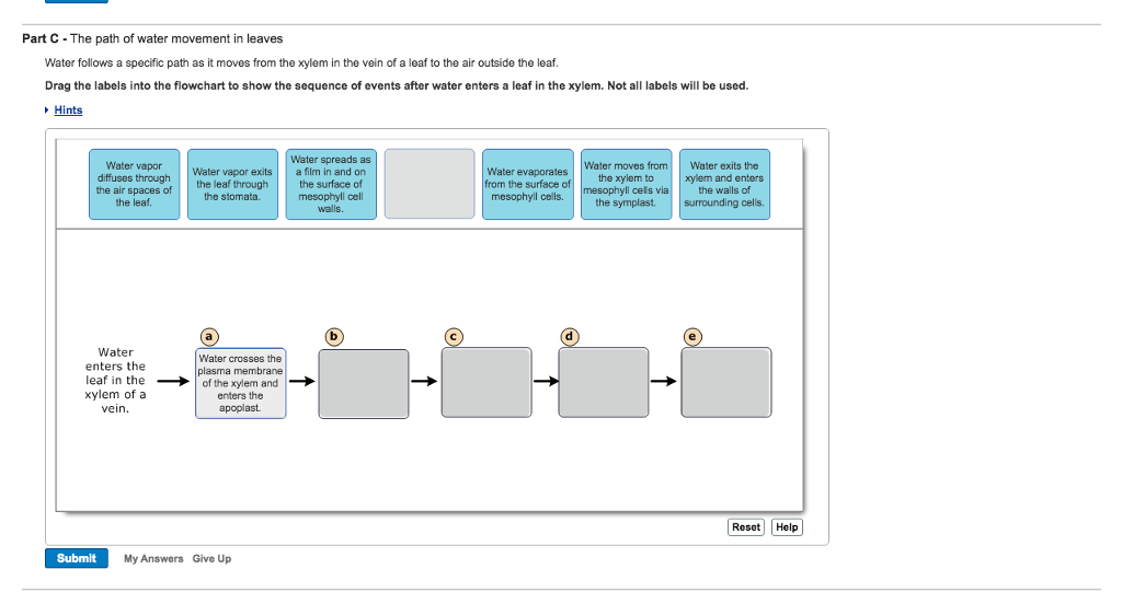 Solved Part C The path of water movement in leaves Water | Chegg.com