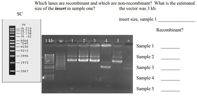 Solved In cloning experiments the concerns are efficient | Chegg.com
