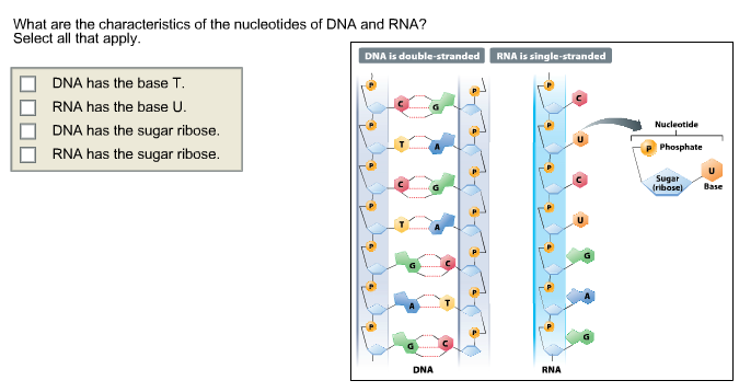 Solved DNA repair is necessary for normal gene function. | Chegg.com
