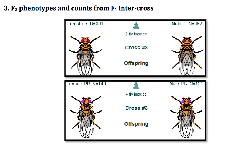 Solved 1. Parental mating 1. Parental rm GFlyLab Female: PR | Chegg.com