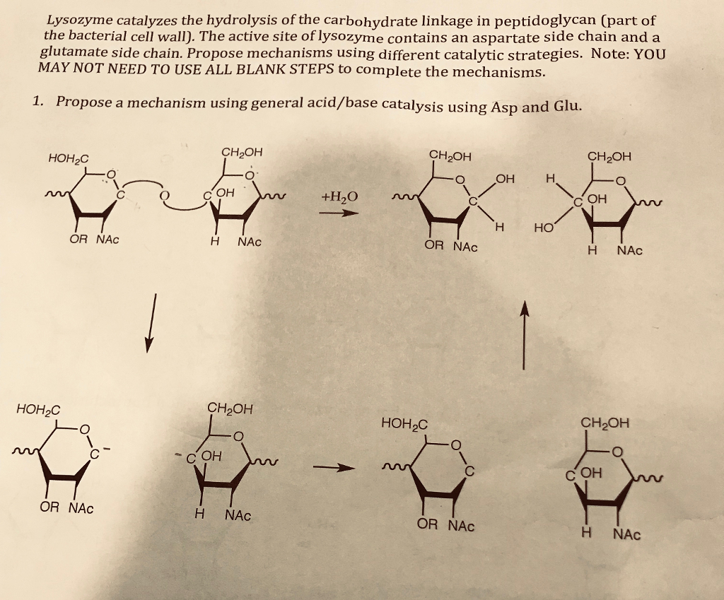 Solved Lysozyme catalyzes the hydrolysis of the carbohydrate | Chegg.com