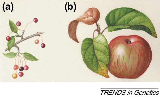 Solved Question 1 The picture shows domestication of wild | Chegg.com