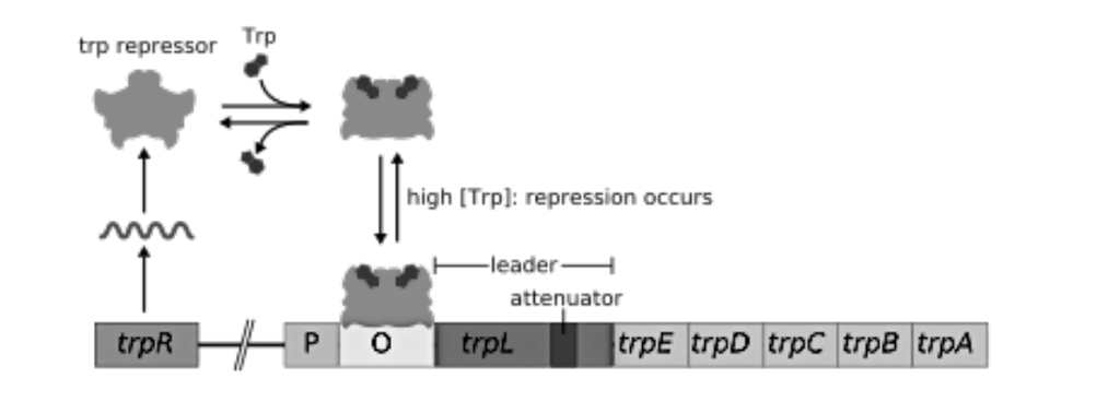 Solved In the bacterium E. coli, the genes trpE, trpD, trpC, | Chegg.com