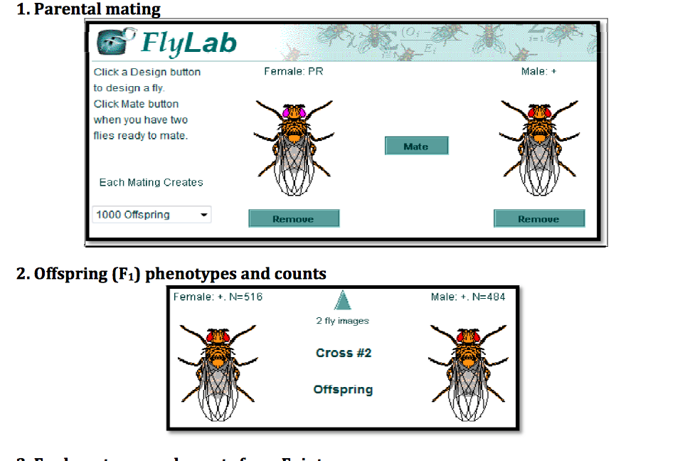 Solved 1. Parental mating 1. Parental rm GFlyLab Female: PR | Chegg.com