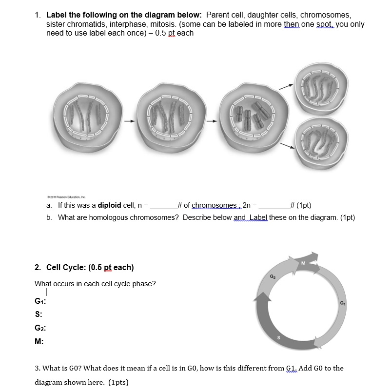 Daughter Cell Diagram