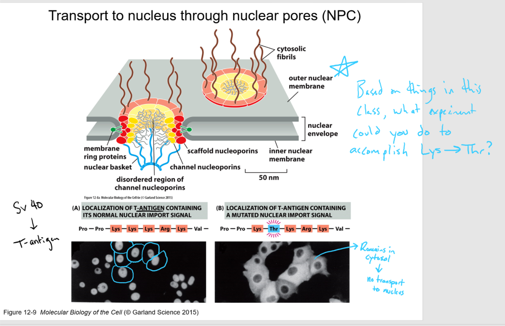 Solved Transport to nucleus through nuclear pores (NPC) | Chegg.com