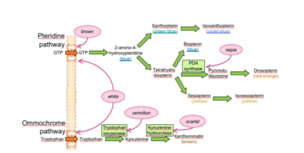Solved Xanthopterin Isoxanthogterin violethue) brown | Chegg.com
