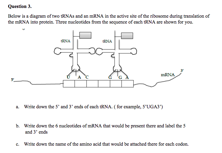 Transfer Rna Diagram