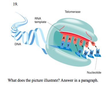 Solved 19 Telomerase RNA template DNA Nucleotide What does | Chegg.com