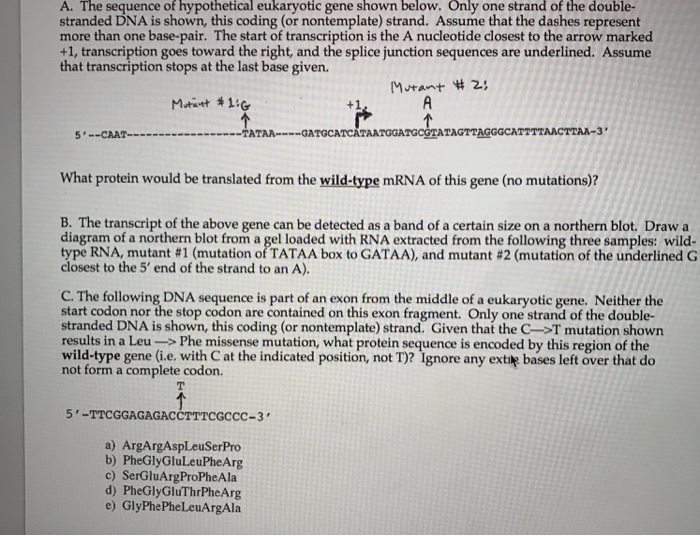 Solved The sequence of hypothetical eukaryotic gene shown | Chegg.com