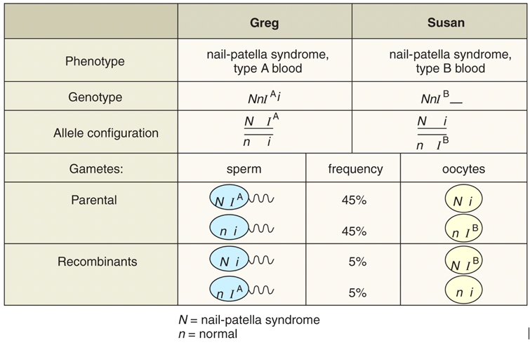 Solved The Nail-patella syndrome is inherited in an | Chegg.com