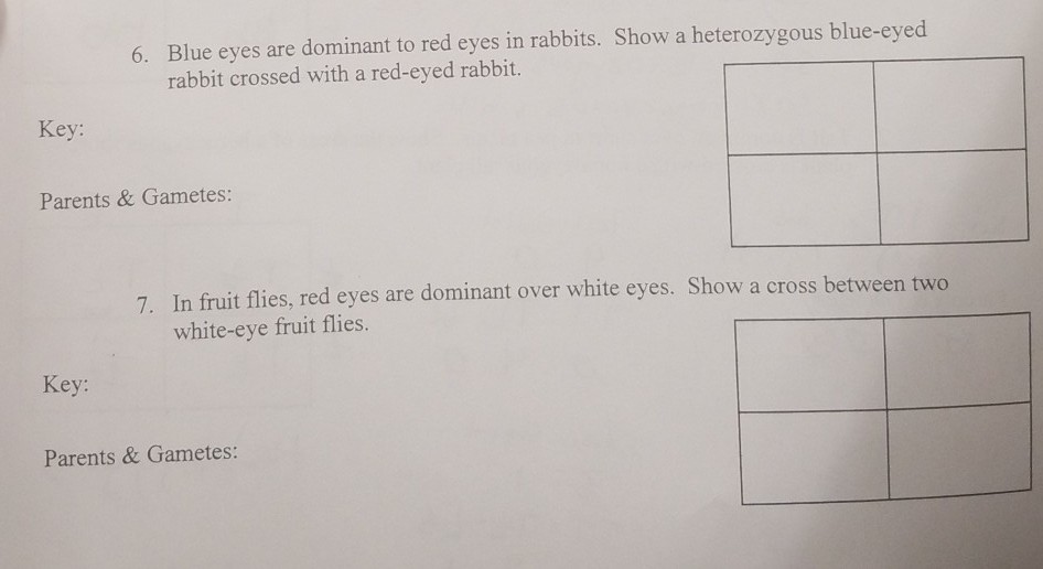 Solved Blue eyes are dominant to red eyes in rabbits. Show a | Chegg.com