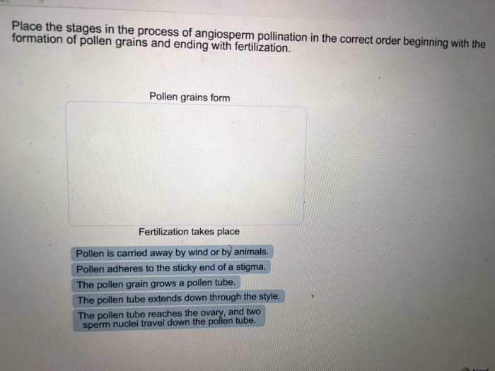 Solved Place the stages in the process of angiosperm | Chegg.com