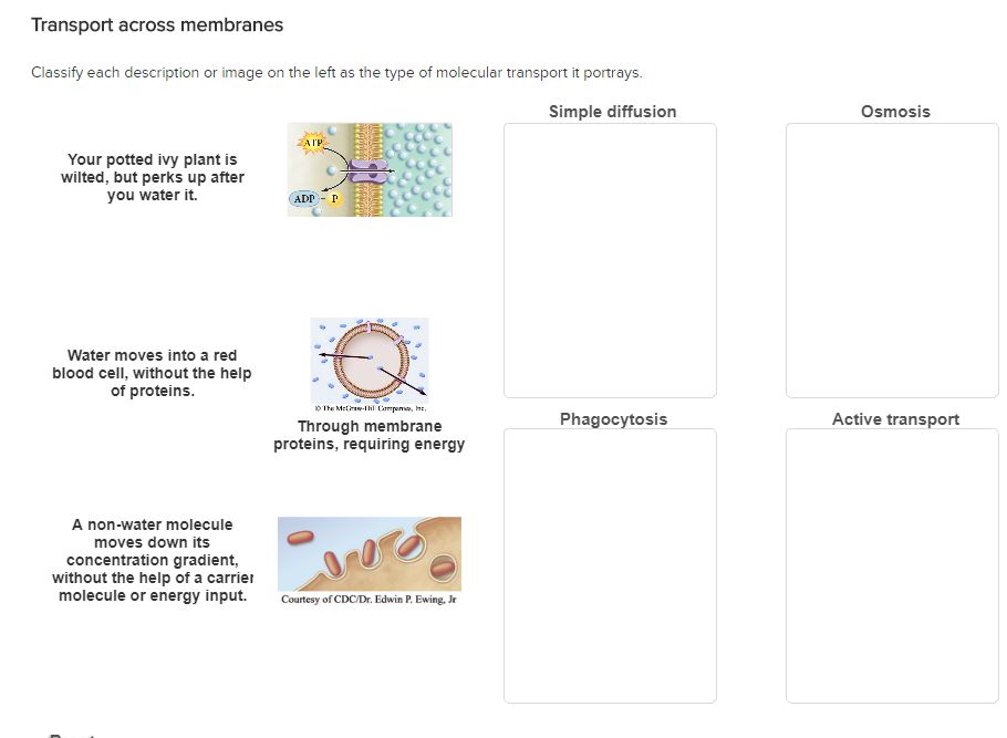 Solved Transport across membranes Classify each description | Chegg.com