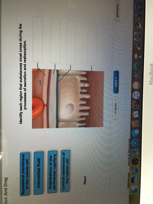 Solved Identify each region the substances must cross during | Chegg.com Solved Identify each region the substances must cross during | Chegg.com