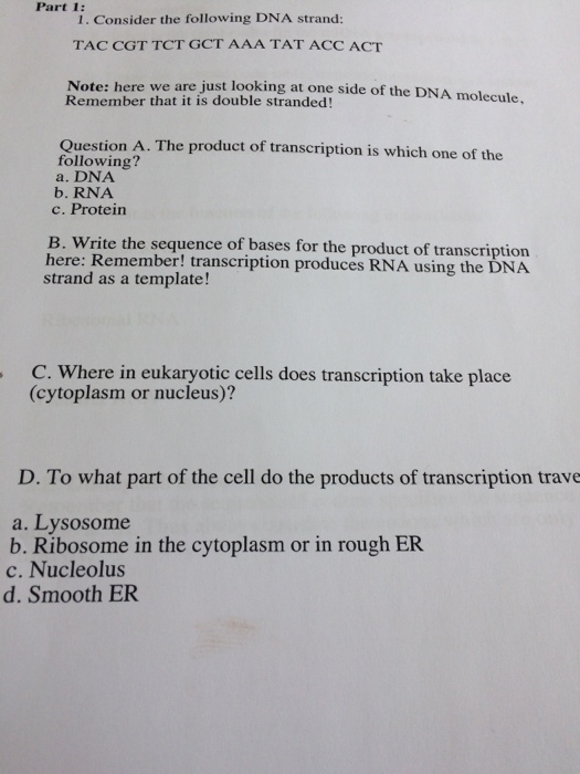 Solved Consider the following DNA strand: TAC CGT TCT GCT | Chegg.com