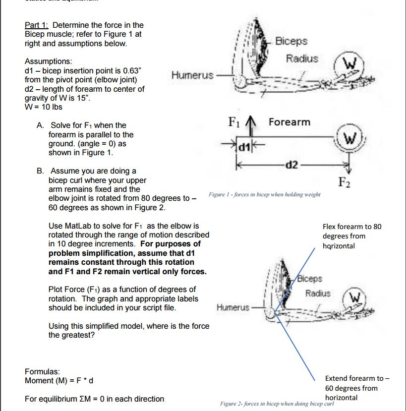 Solved Part 1: Determine the force in the Bicep muscle; | Chegg.com