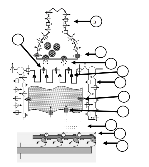 Fill in the circles on the attached diagram with the | Chegg.com