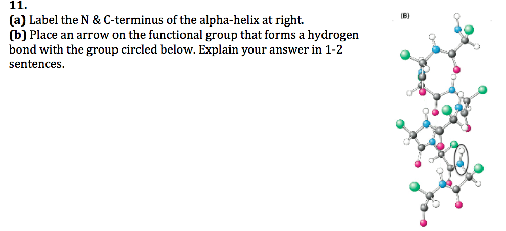 Solved Label the N & C-terminus of the alpha-helix at right. | Chegg.com