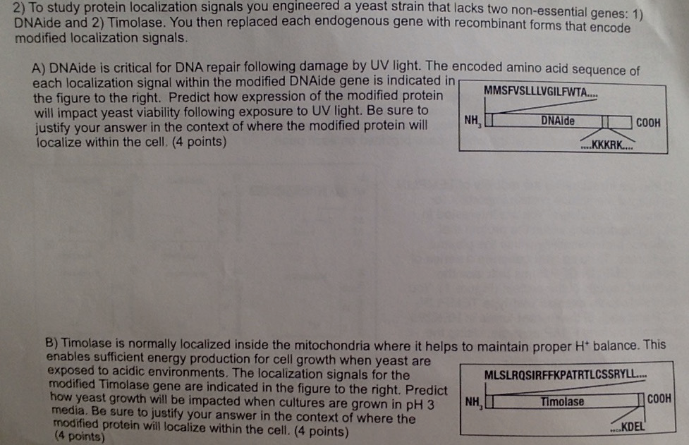 Solved To study protein localization signals you engineered | Chegg.com