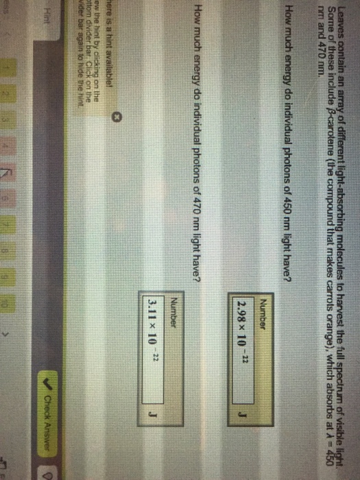 Solved Leaves contain an array of different light-absorbing | Chegg.com