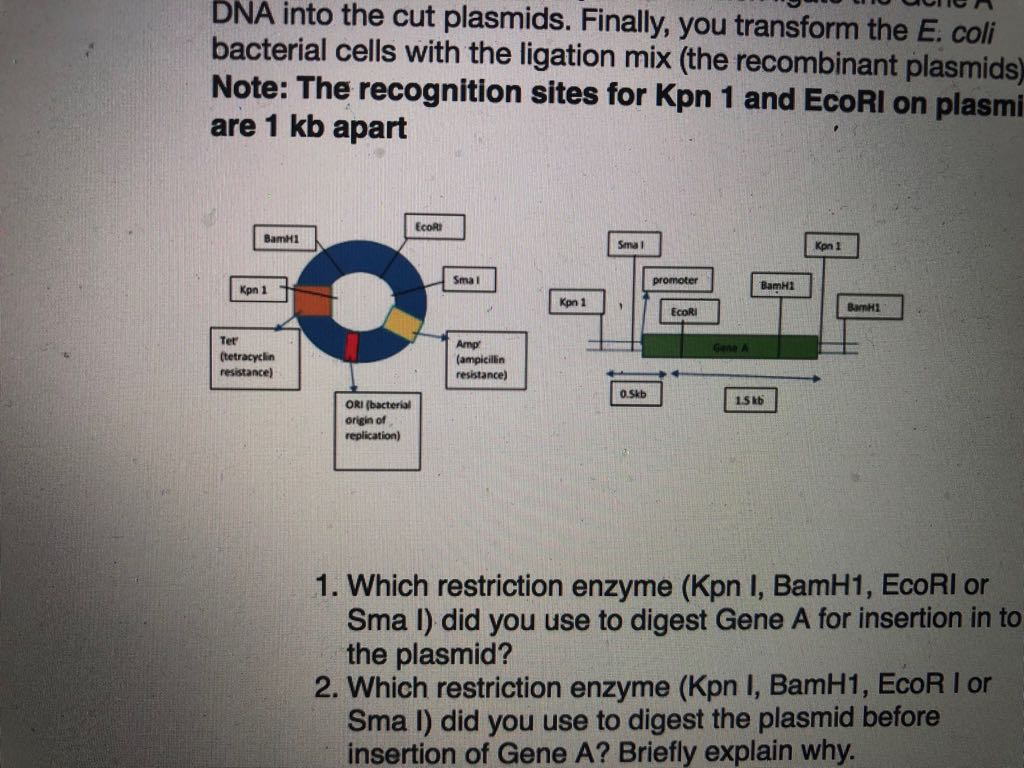 Solved DNA into the cut plasmids. Finally, you transform the | Chegg.com