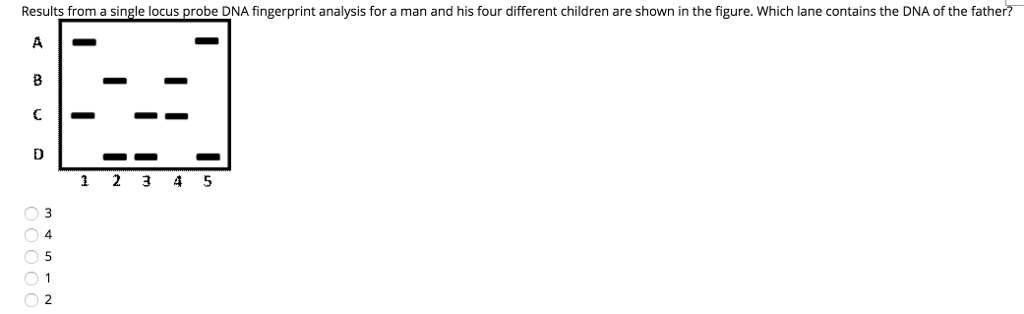 Solved Results from a single locus probe DNA fingerprint | Chegg.com
