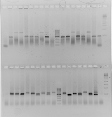 What is the genotype distribution for the PV92 Alu | Chegg.com