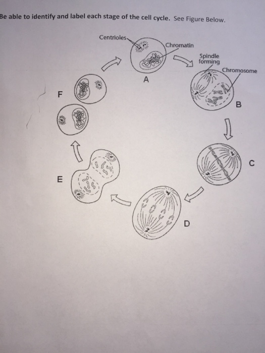 Solved Be able to Identify and label each stage of the cell | Chegg.com