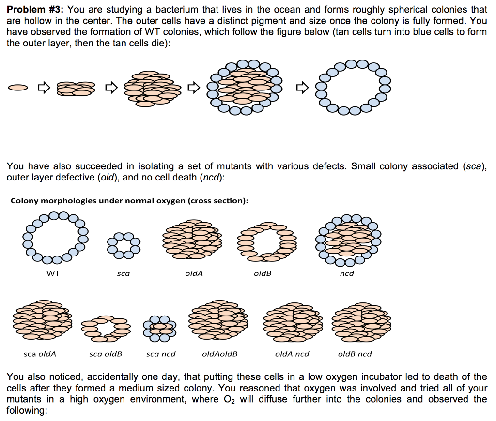 Solved You are studying a bacterium that lives in the ocean | Chegg.com