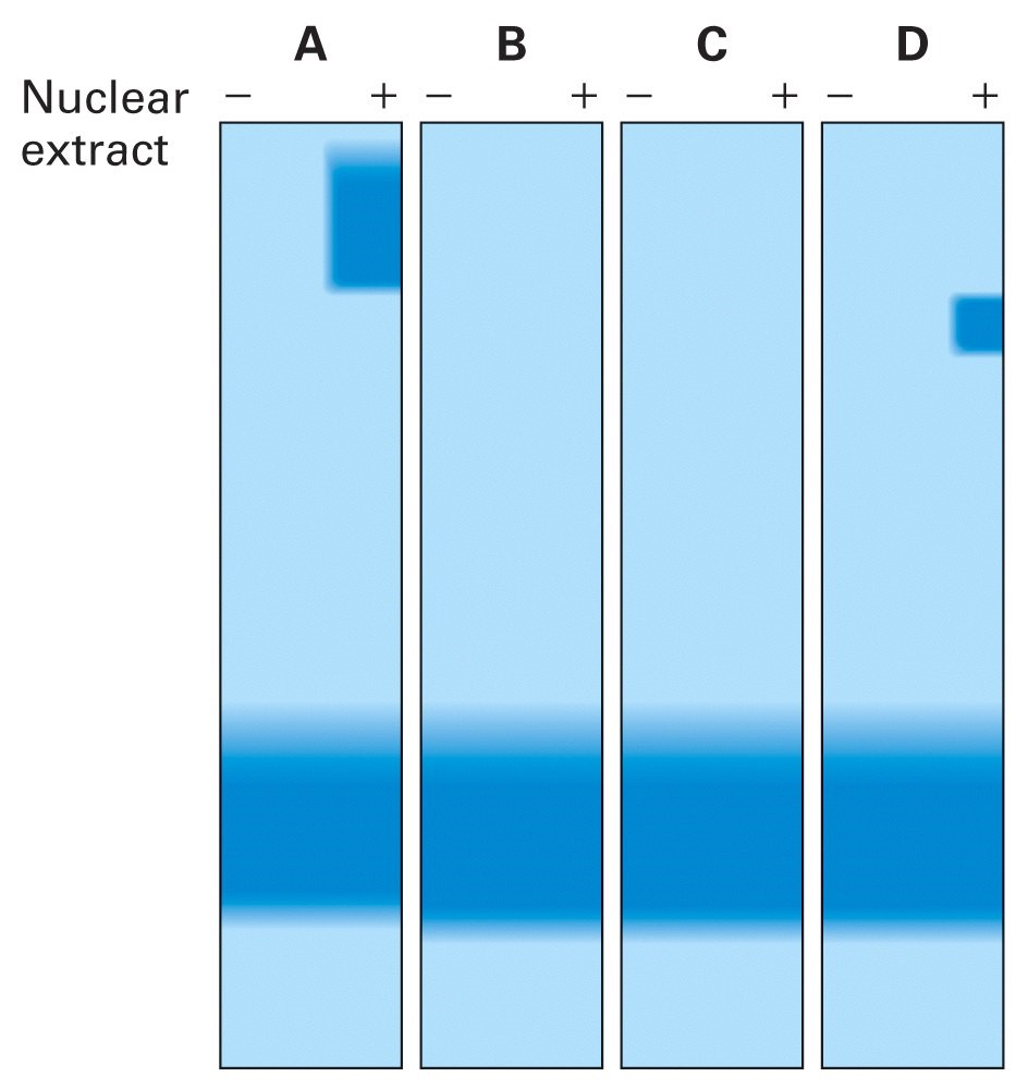 Solved An electrophoretic mobility shift assay (EMSA) was | Chegg.com