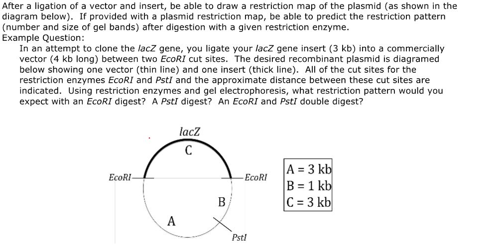 Solved After a ligation of a vector and insert, be able to | Chegg.com