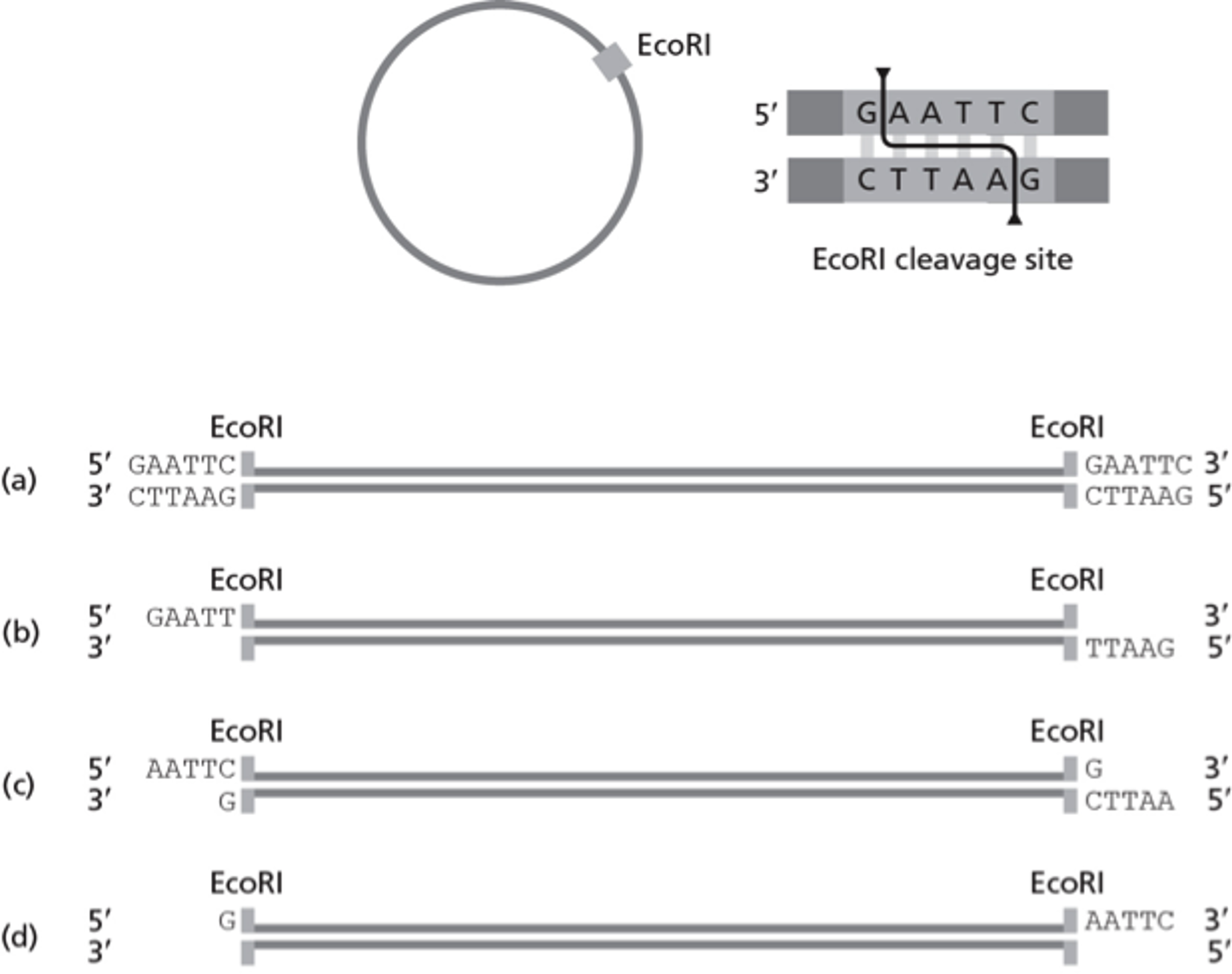 Solved You have a circular plasmid that has a single EcoRI | Chegg.com