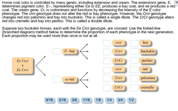 Solved Horse Coat Color is controlled by many genes, | Chegg.com