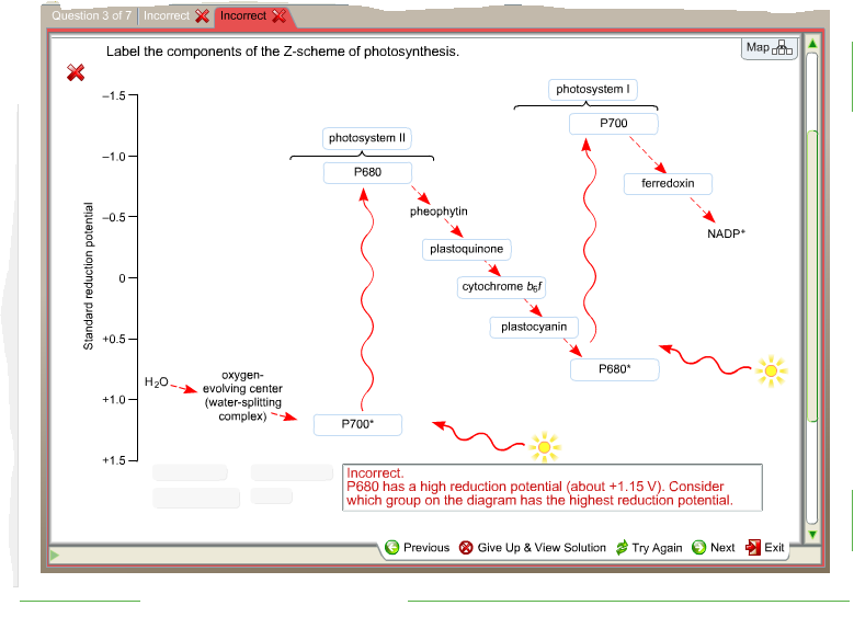 Z Scheme Of Photosynthesis