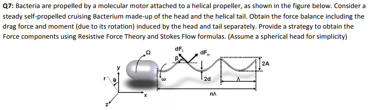 Q7: Bacteria are propelled by a molecular motor | Chegg.com