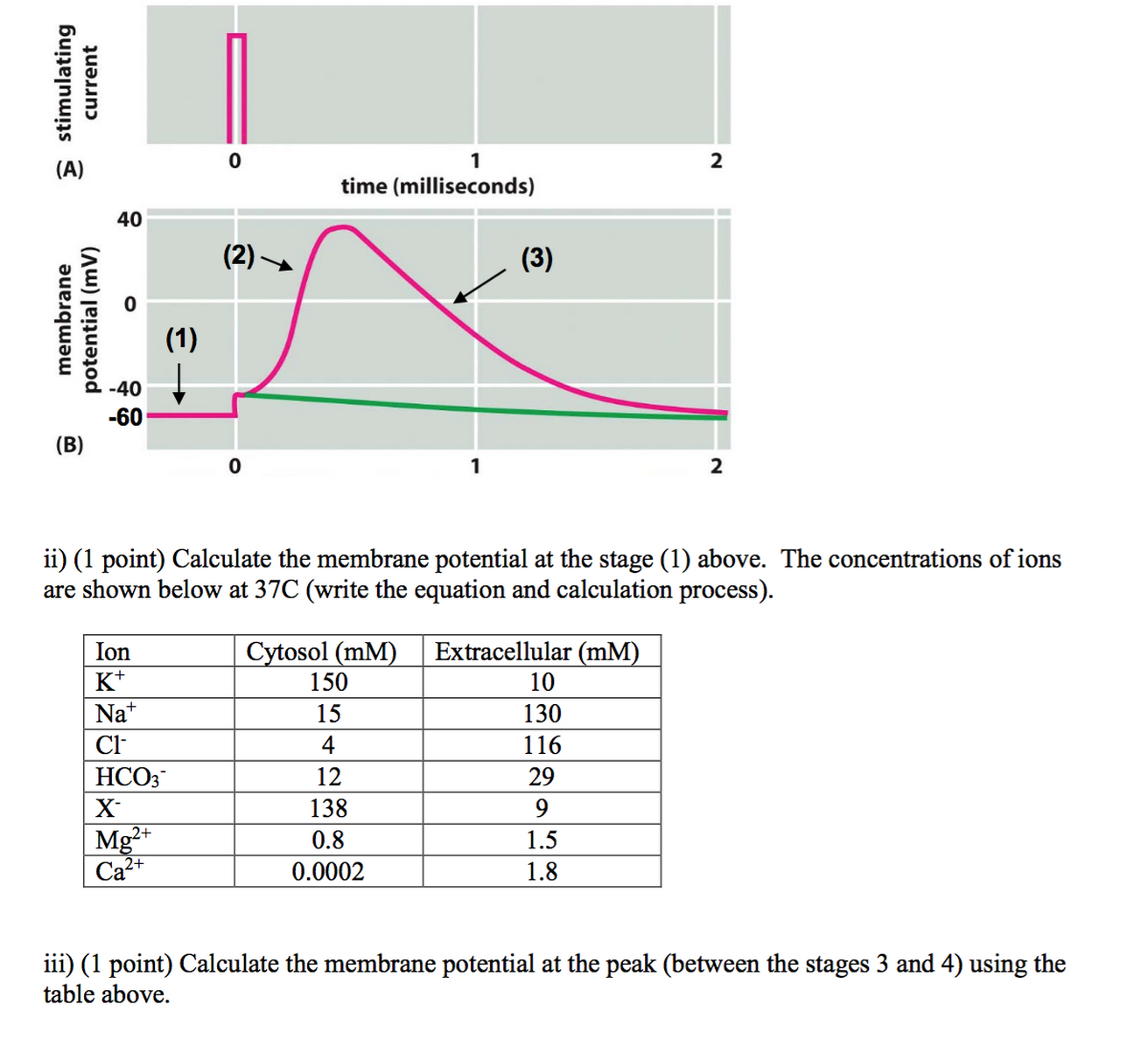 Solved Calculate the membrane potential at the stage (1) | Chegg.com