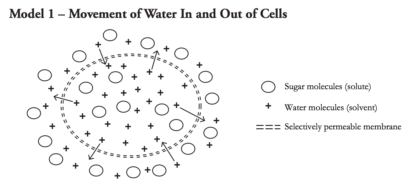 Solved 1. Which solution in Model 1 is more concentrated—the | Chegg.com