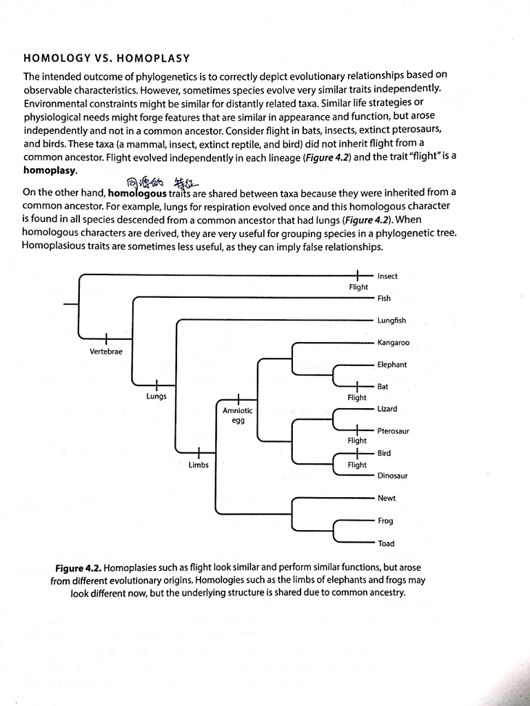 Solved: HOMOLOGY VS. HOMOPLASY The Intended Outcome Of Phy... | Chegg.com